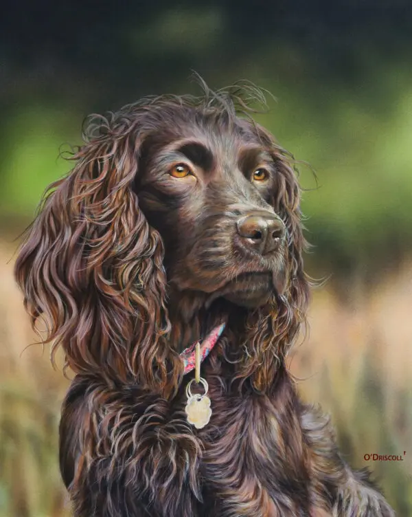 BOYKIN | Wildlife Artist Danny O'Driscoll