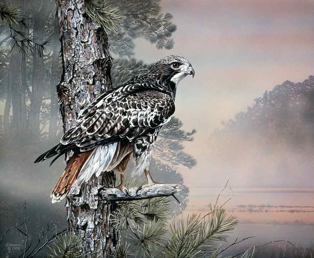 Red Tailed Hawk Drawings